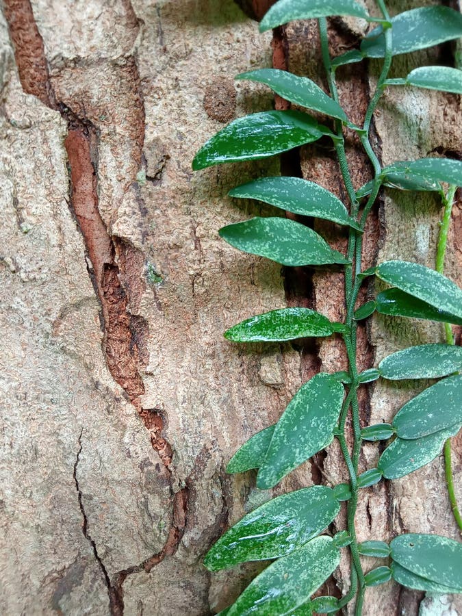 Pota Wal on trunk stock photo. Image of wildlife, wood - 238259920