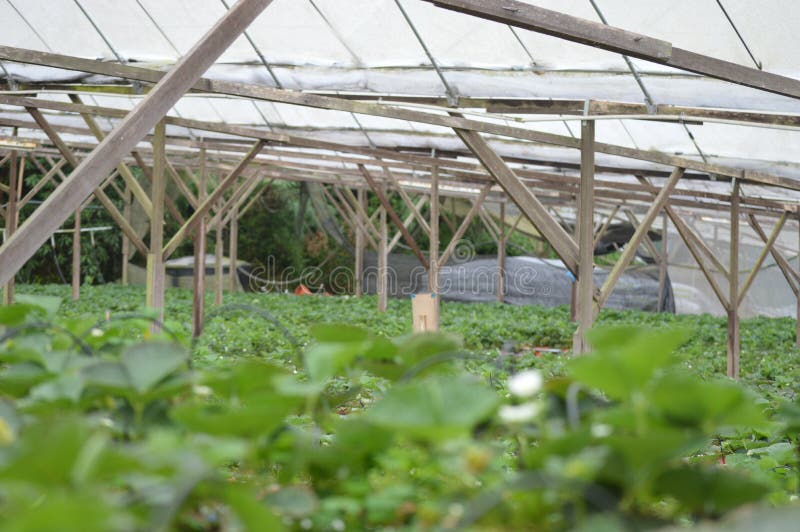 Potager En Cameron Highland Image stock - Image du côte, feuilles ...