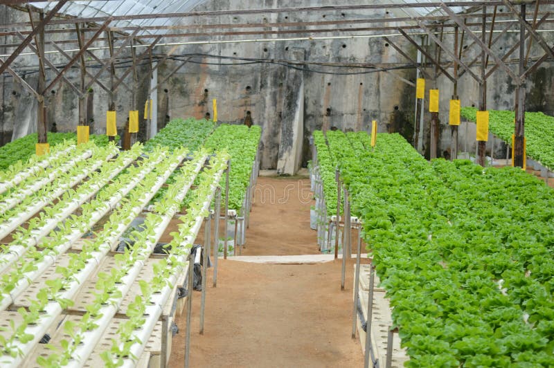 Potager En Cameron Highland Photo stock - Image du pré, côte: 117425246