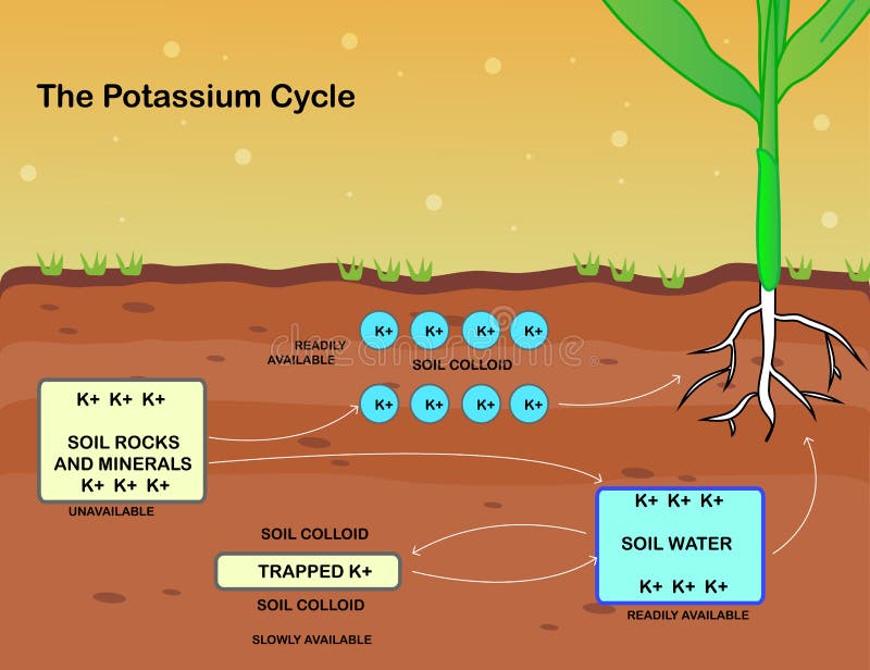 The potassium cycle stock vector. Illustration of slowly - 70925795
