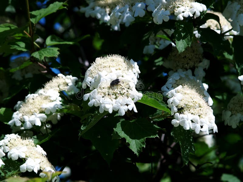 1,933 Potassium Tree Stock Photos - Free & Royalty-Free Stock Photos ...