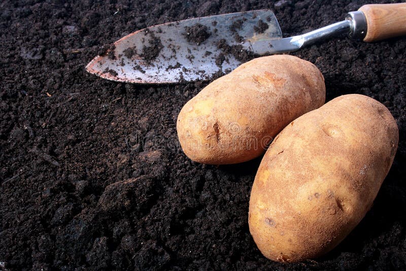 Potato stock photo. Image of work, culture, growth, vegetable - 11239980