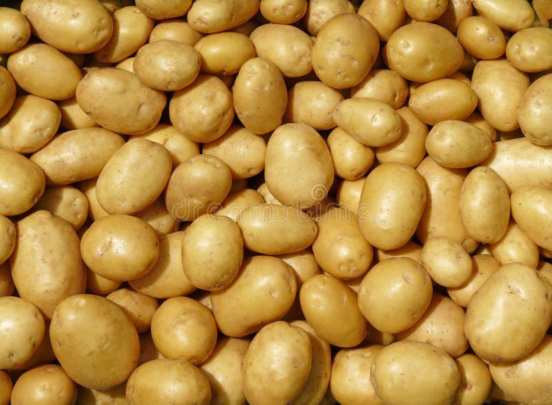 Potatoes stock photo. Image of cooking, fresh, potato - 15990406