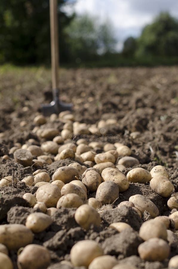 Potato. stock image. Image of field, potato, earth, rural - 21032813