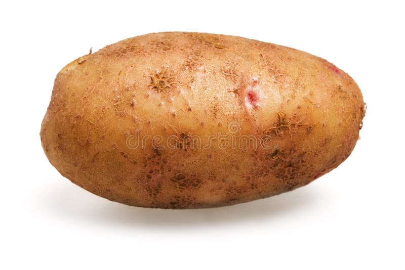 Potato stock photo. Image of nature, healthy, ingredient - 2766482
