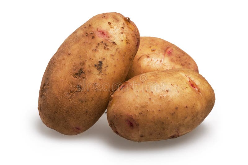 Elephant foot yam stock image. Image of starch, plant - 20805223