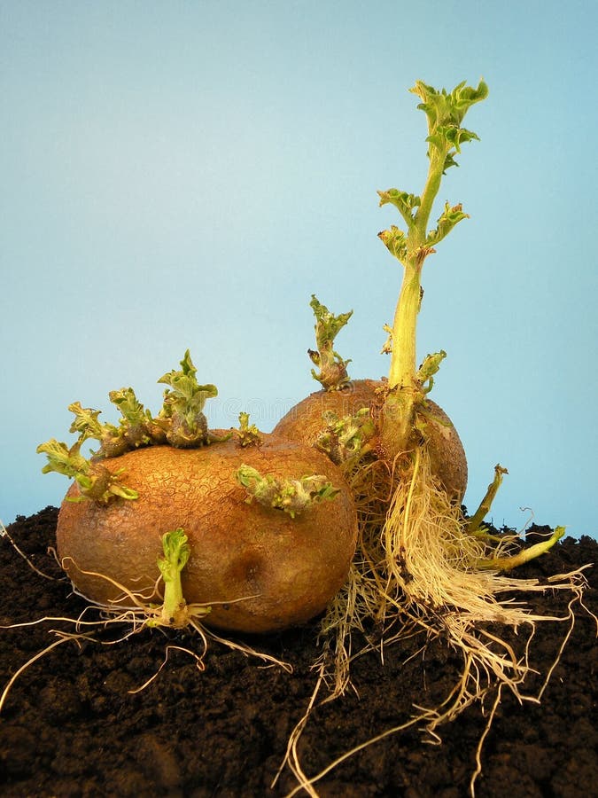 2,364 Potato Roots Stock Photos - Free & Royalty-Free Stock Photos from ...