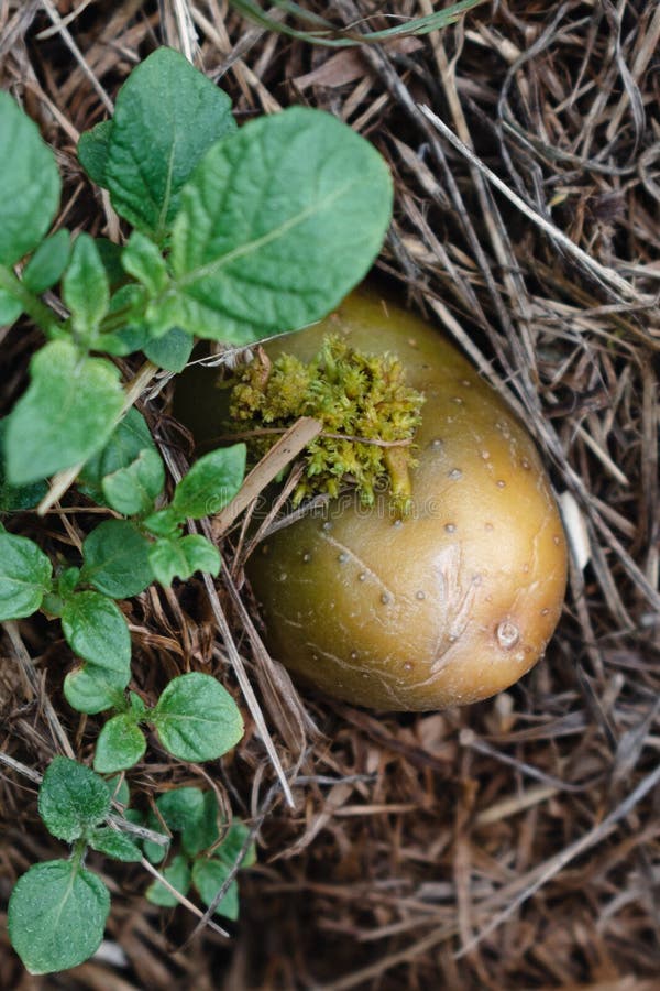 Potato Above Ground Under Mulch, Growing and Harvesting Stock Image ...