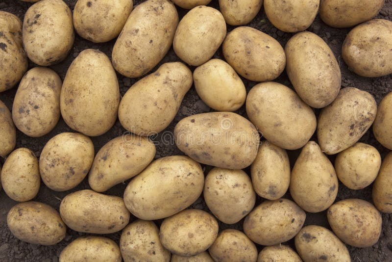 Potato background stock image. Image of food, earth, growing - 43012437