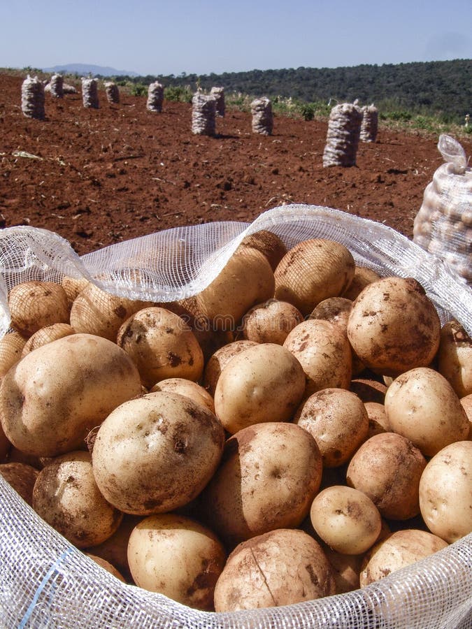 Potato bag stock image. Image of harvesting, outdoors - 40558005