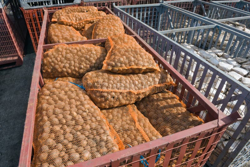 Potato Bags in the Containers Stock Photo - Image of farm, containers ...