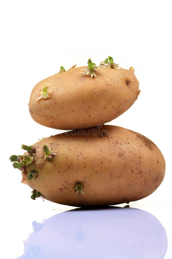 Potato Man stock photo. Image of baked, tater, farming - 3243674