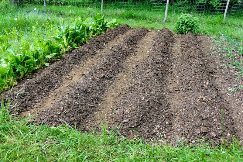 Potato Bed stock image. Image of garden, agriculture - 305562067