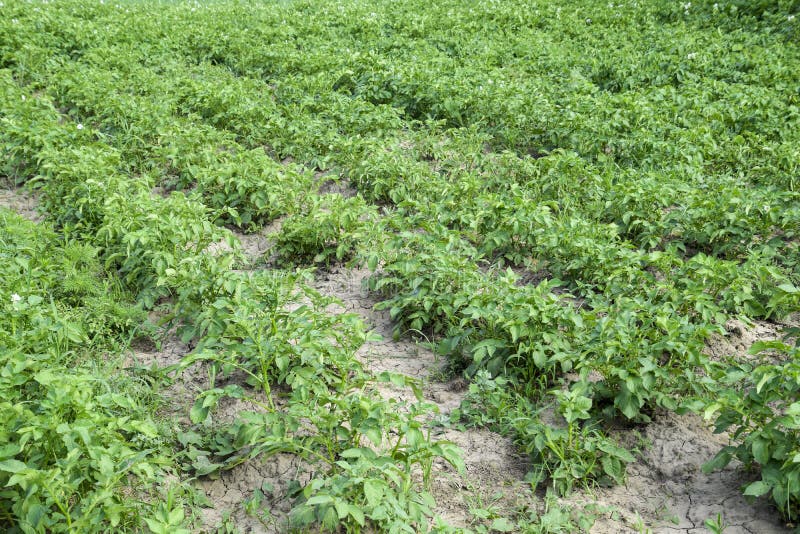 Potato Beds in the Garden. Green Tops of Potatoes. Stock Image - Image ...
