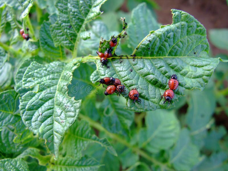 Potato beetle babies stock photo. Image of vermin, green - 155591746