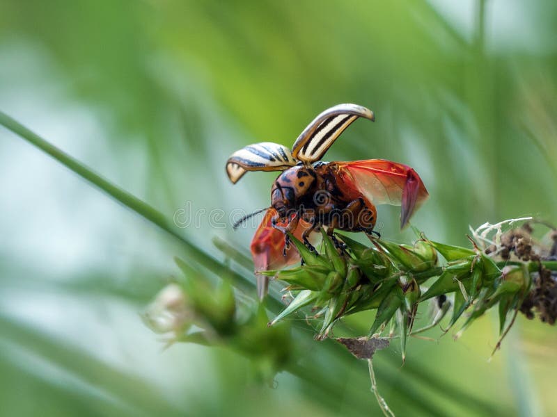 Potato beetle stock photo. Image of yellow, pest, field - 94335782