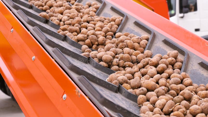 The Potato Belt Conveyor Moves the Potatoes. Close-up Stock Video ...