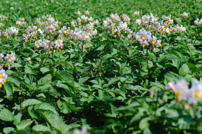 Potato bloom stock image. Image of tuber, tree, feed, flower - 9704685