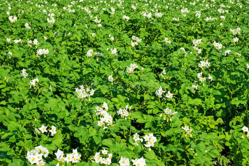 Potato in Bloom stock image. Image of field, potato - 119159975