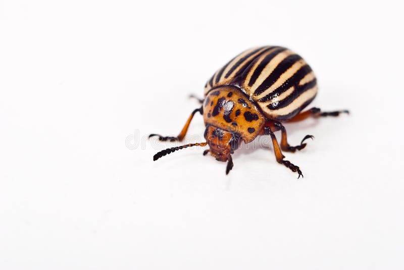 Potato bug stock image. Image of leptinotarsa, head, chitin - 14665185
