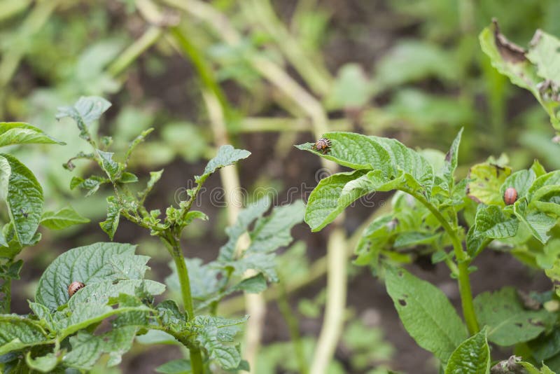 Bug eating the plant stock image. Image of field, leaf - 122397609