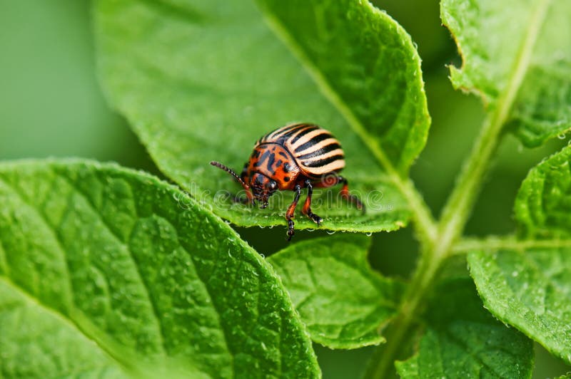 Potato bug o stock photo. Image of striped, larva, close - 15277006