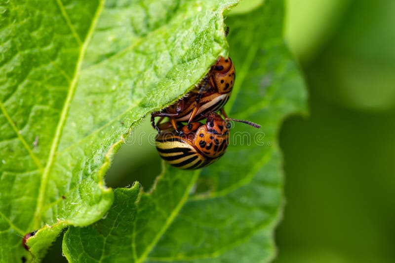 Potato Bug on Green Sheet in Garden Stock Image - Image of head ...