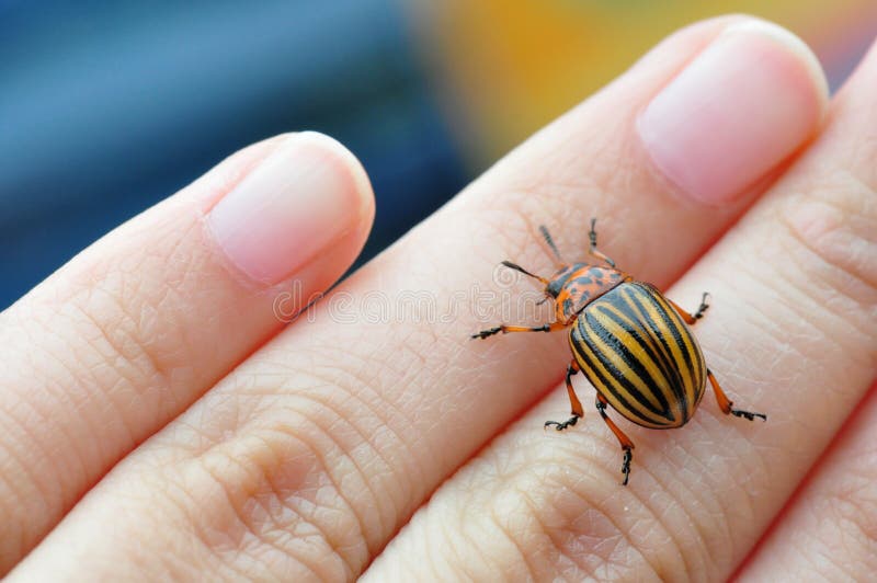 Potato Bug In Hand