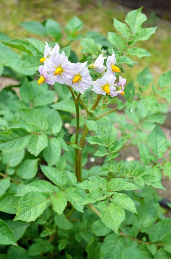 Potato Bush in the Flowering Stage. Stock Photo - Image of cultivated ...