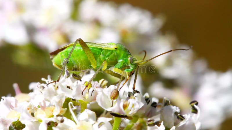 Potato Capsid Bug, Calocoris Norvegicus Stock Video - Video of field ... Potato Capsid Bug, Calocoris Norvegicus Stock Video - Video of field ...