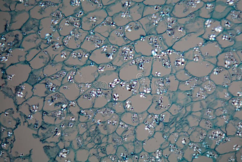 Potato Cells with Starch Corns Under the Microscope Stock Image - Image ...