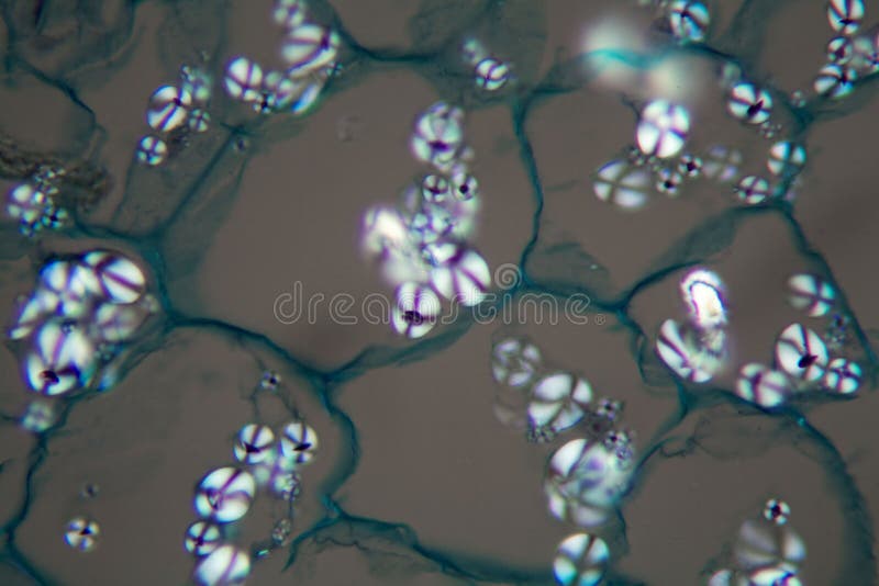 Potato Cells with Starch Corns Under the Microscope Stock Photo - Image ...