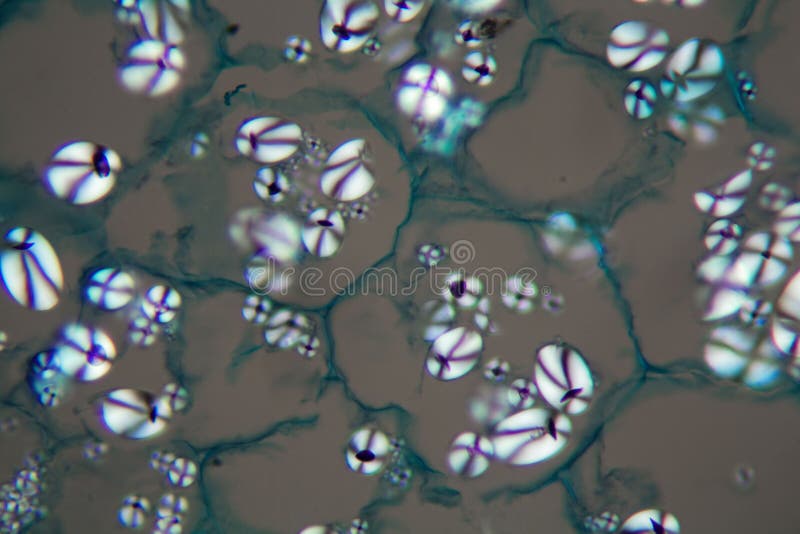Potato Cells with Starch Corns Under the Microscope Stock Image - Image ...