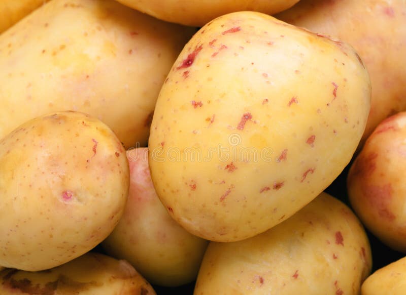 Potato close up stock photo. Image of freshness, farming - 15634598