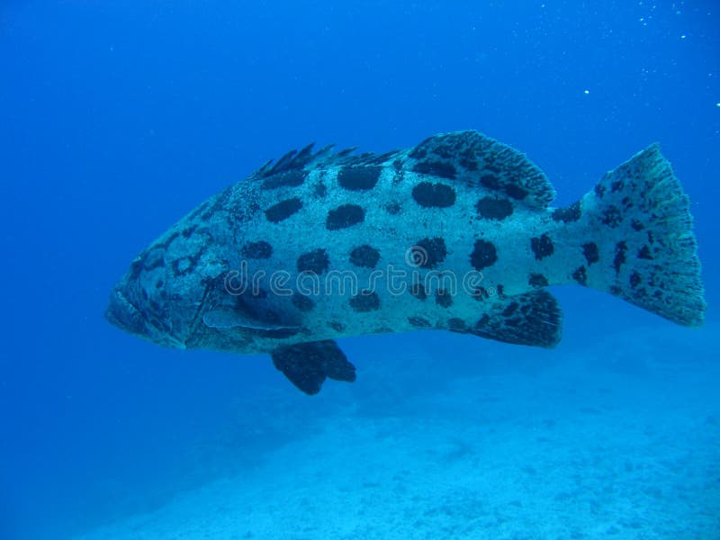 Potato Cod stock image. Image of coral, large, animal - 8523607