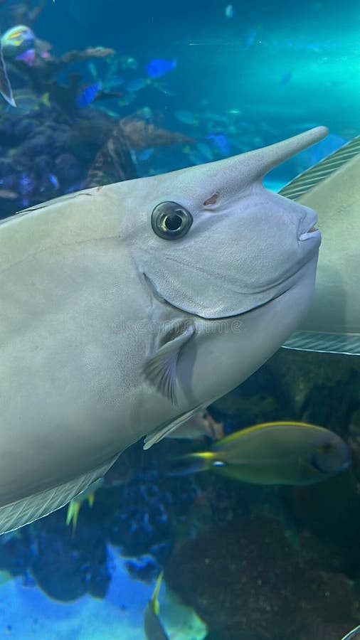 A Potato Cod Fish in Water stock image. Image of australia - 315162951
