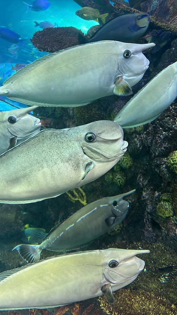A Potato Cod Fish in Water stock photo. Image of scuba - 315162958