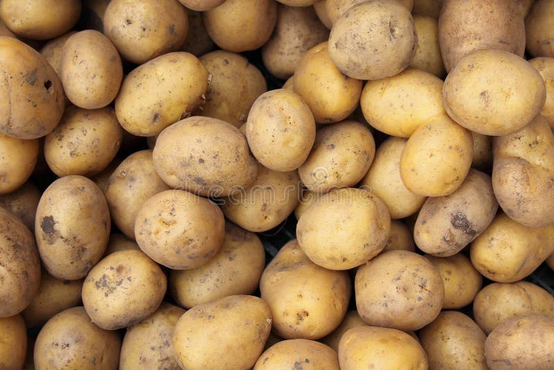 Potato on counter in shop stock image. Image of color - 14213345
