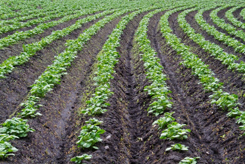 Potato crop on field stock image. Image of countryside - 148951001