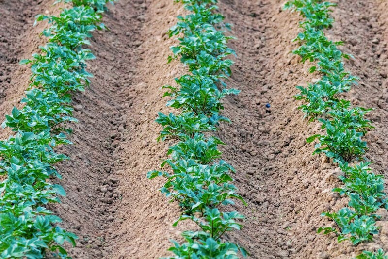 Potato Crops in a Row,Â Green Field, Potato Field Stock Image - Image ...