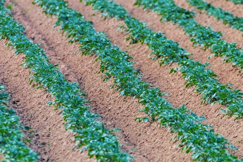 Potato Crops in a Row,Â Green Field, Potato Field Stock Photo - Image ...