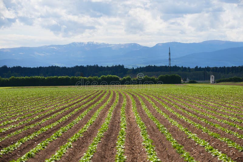 Potato field in spring. stock photo. Image of culture - 215647880