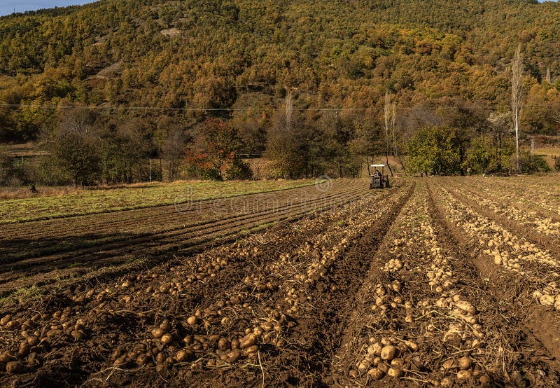 Potato Field and Workers Working in the Harvest Stock Photo - Image of ...