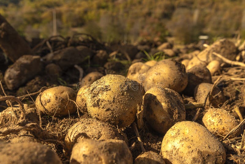 Potato Field and Workers Working in the Harvest Stock Image - Image of ...