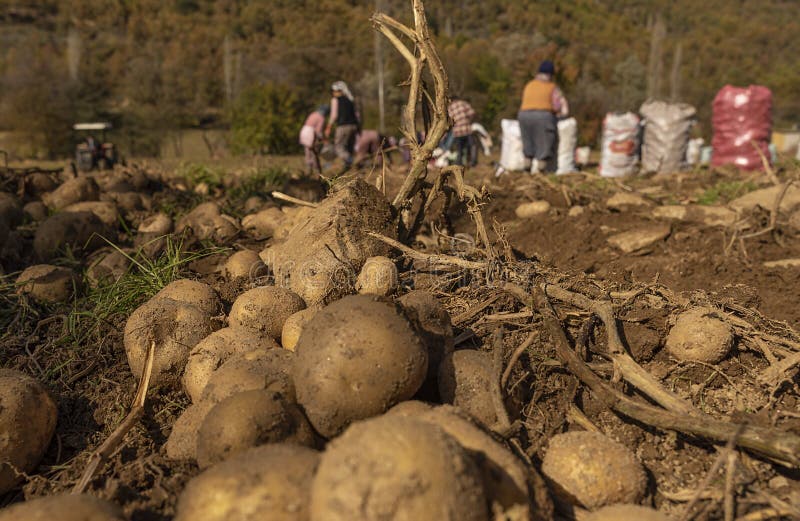 Potato Field and Workers Working in the Harvest Stock Image - Image of ...