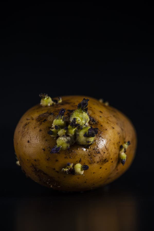 Potato in dark on black stock photo. Image of glossy - 48709444