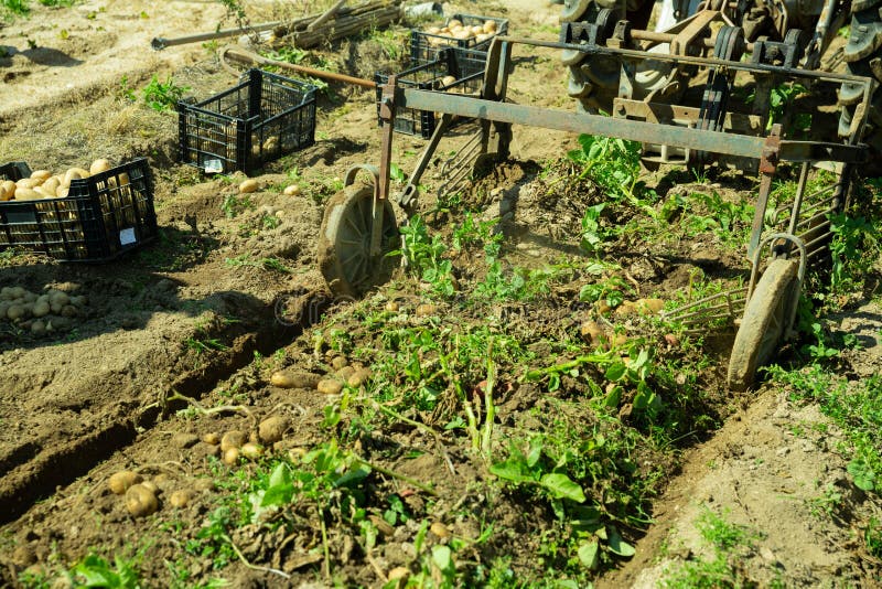 Potato Digger Machine Working on Field Stock Image - Image of agrimotor ...