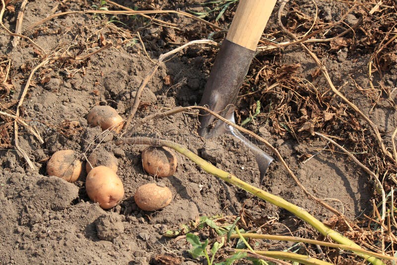 Potato digging stock image. Image of harvesting, brown - 31204047