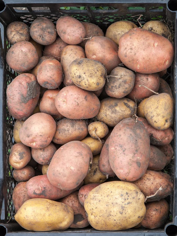 Potato is in the drawer stock image. Image of collect - 58162559