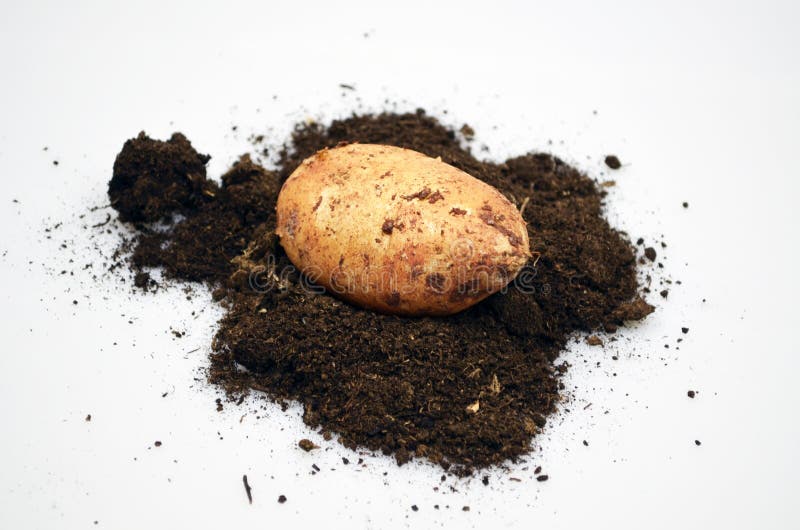Potato in earth stock photo. Image of hand, farmer, garden - 24482688